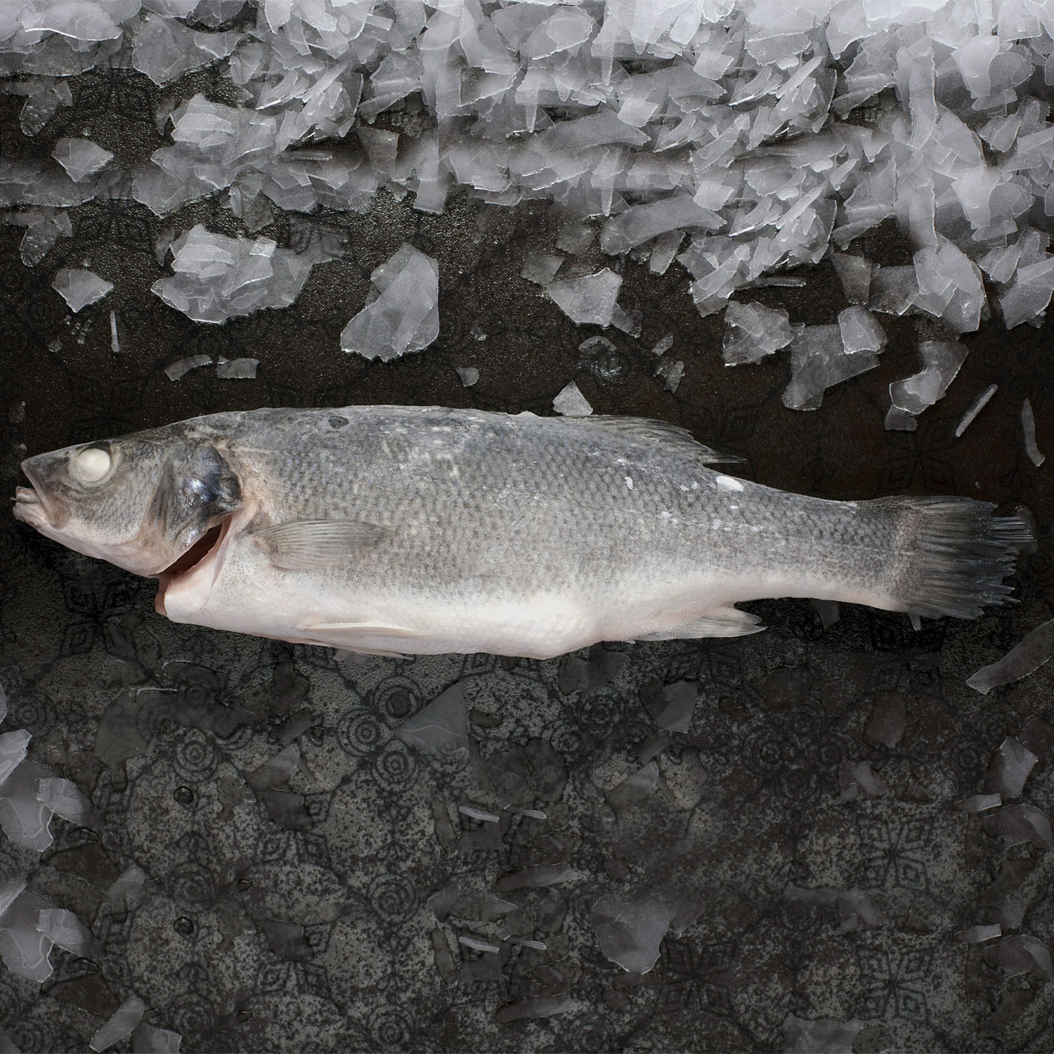 Tumay Group - Frozen Gutted Sea Bass - Dicentrarchus Labrax
