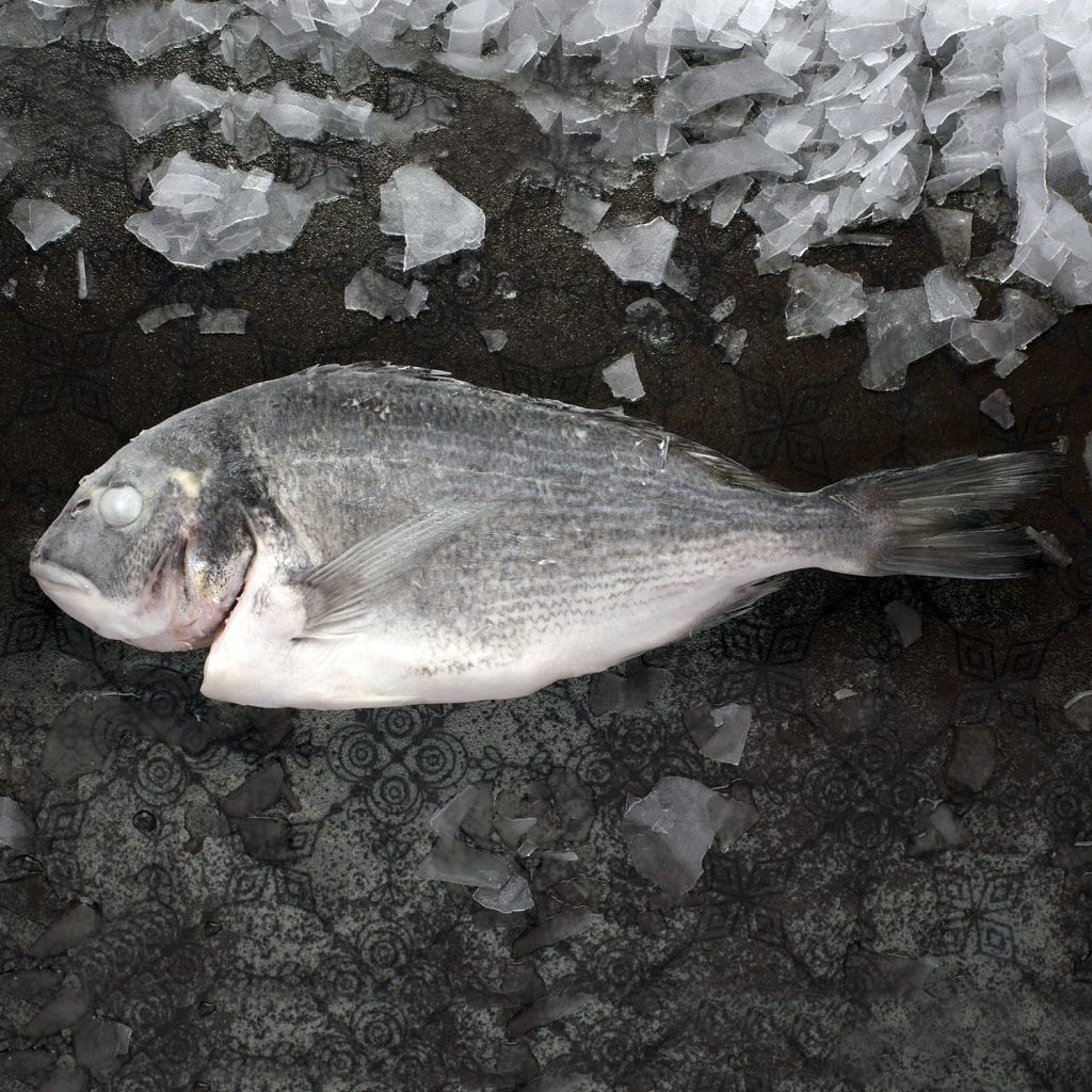 Sea Bream | Sparus Aurata | Fresh / Frozen