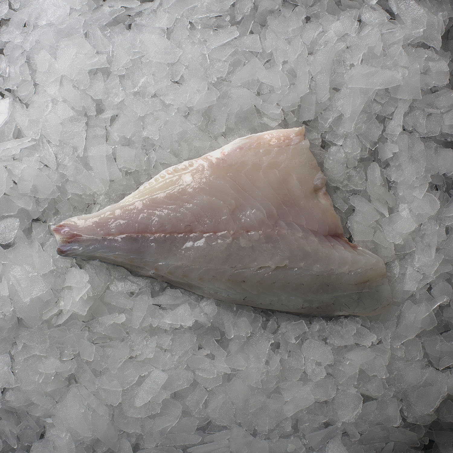 Sea Bream | Sparus Aurata | Fresh / Frozen