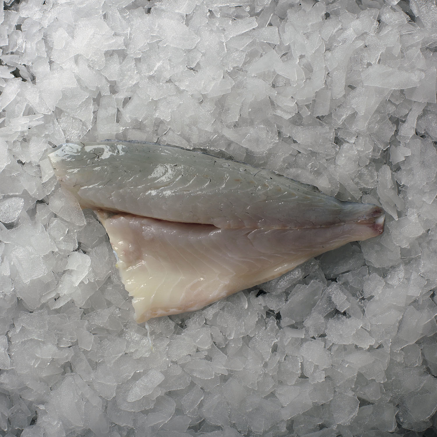 Sea Bream | Sparus Aurata | Fresh / Frozen