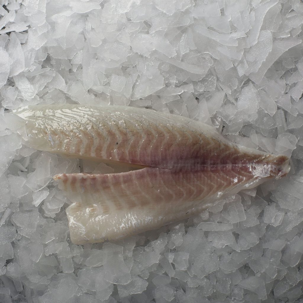 Sea Bream | Sparus Aurata | Fresh / Frozen