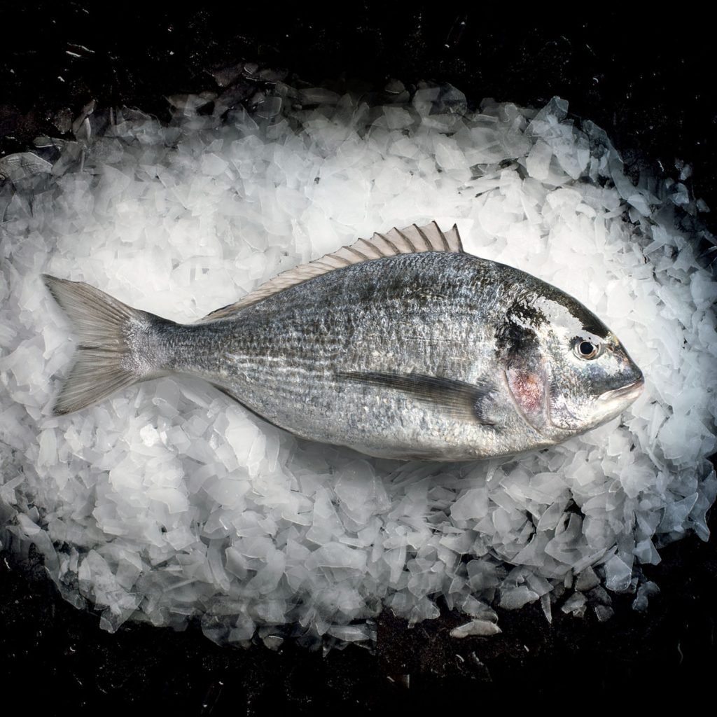 Sea Bream | Sparus Aurata | Fresh / Frozen
