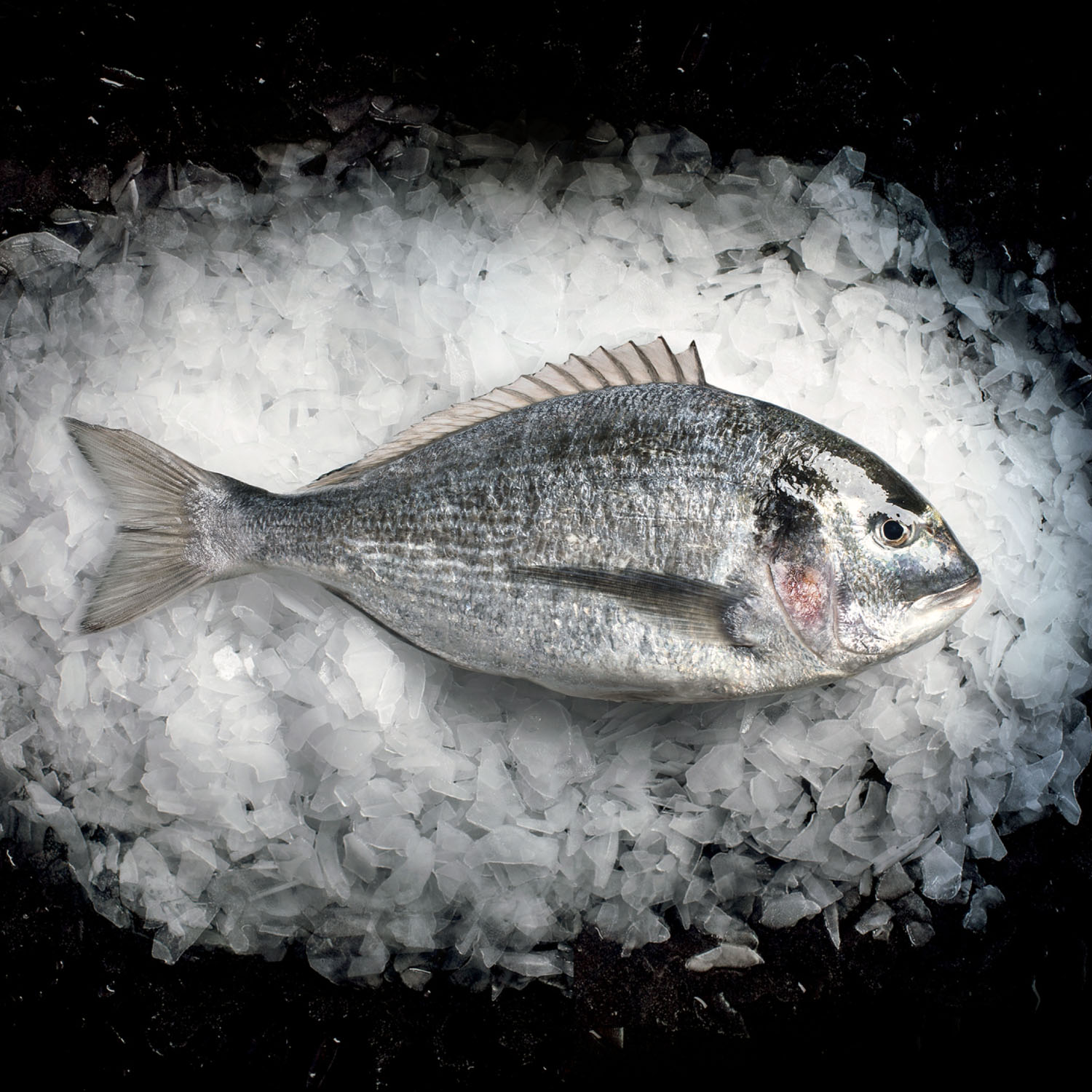 Sea Bream | Sparus Aurata | Fresh / Frozen